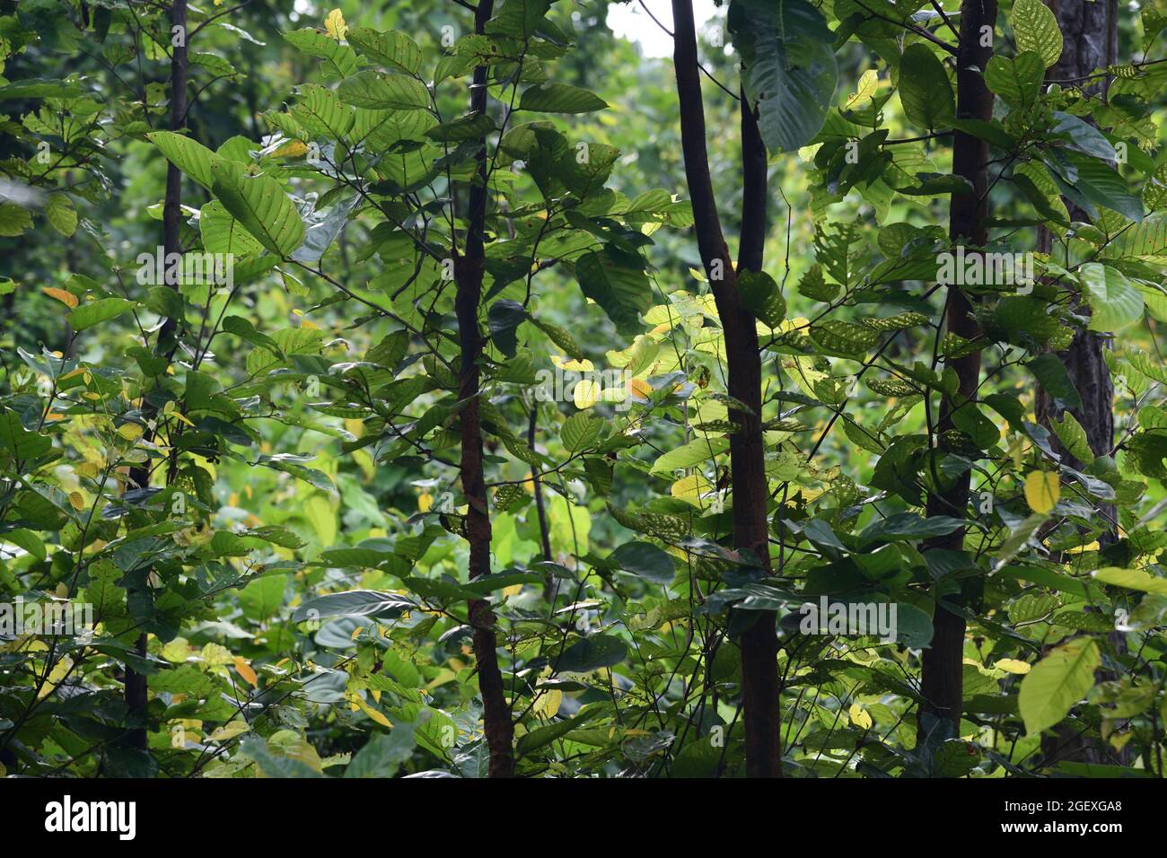 Joypur Forest. It is a protected jungle of Bankura, West Bengal, India ...