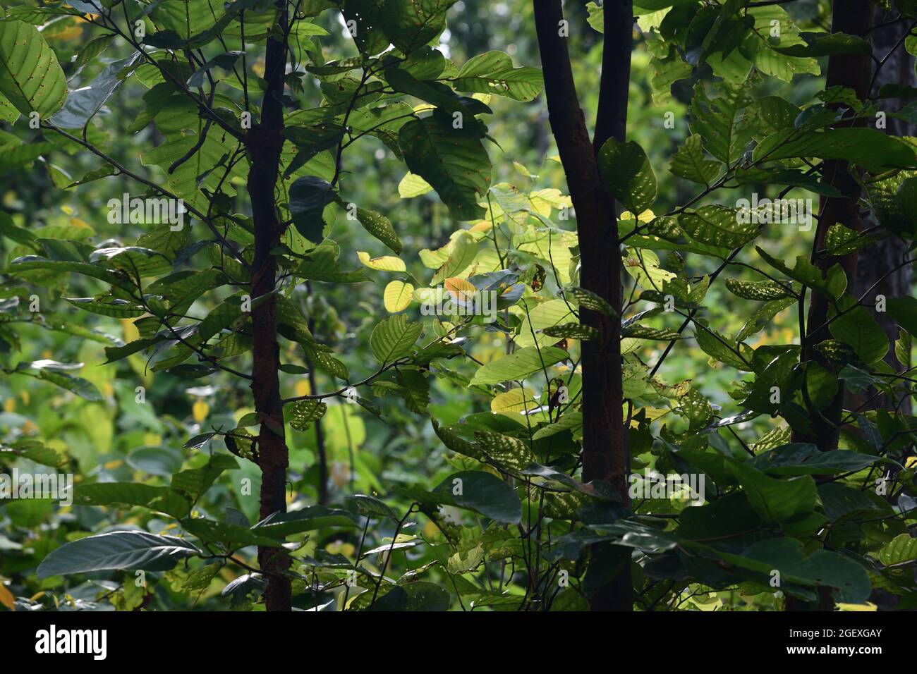 Joypur Forest. It is a protected jungle of Bankura, West Bengal, India ...