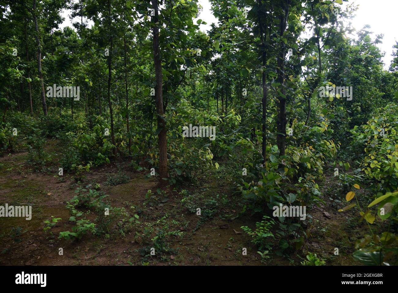 Joypur hi-res stock photography and images - Alamy