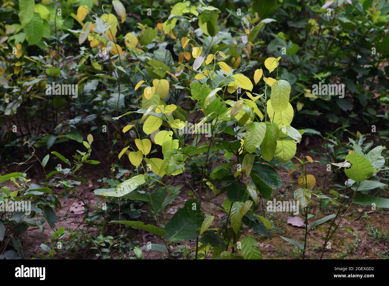 Joypur hi-res stock photography and images - Alamy