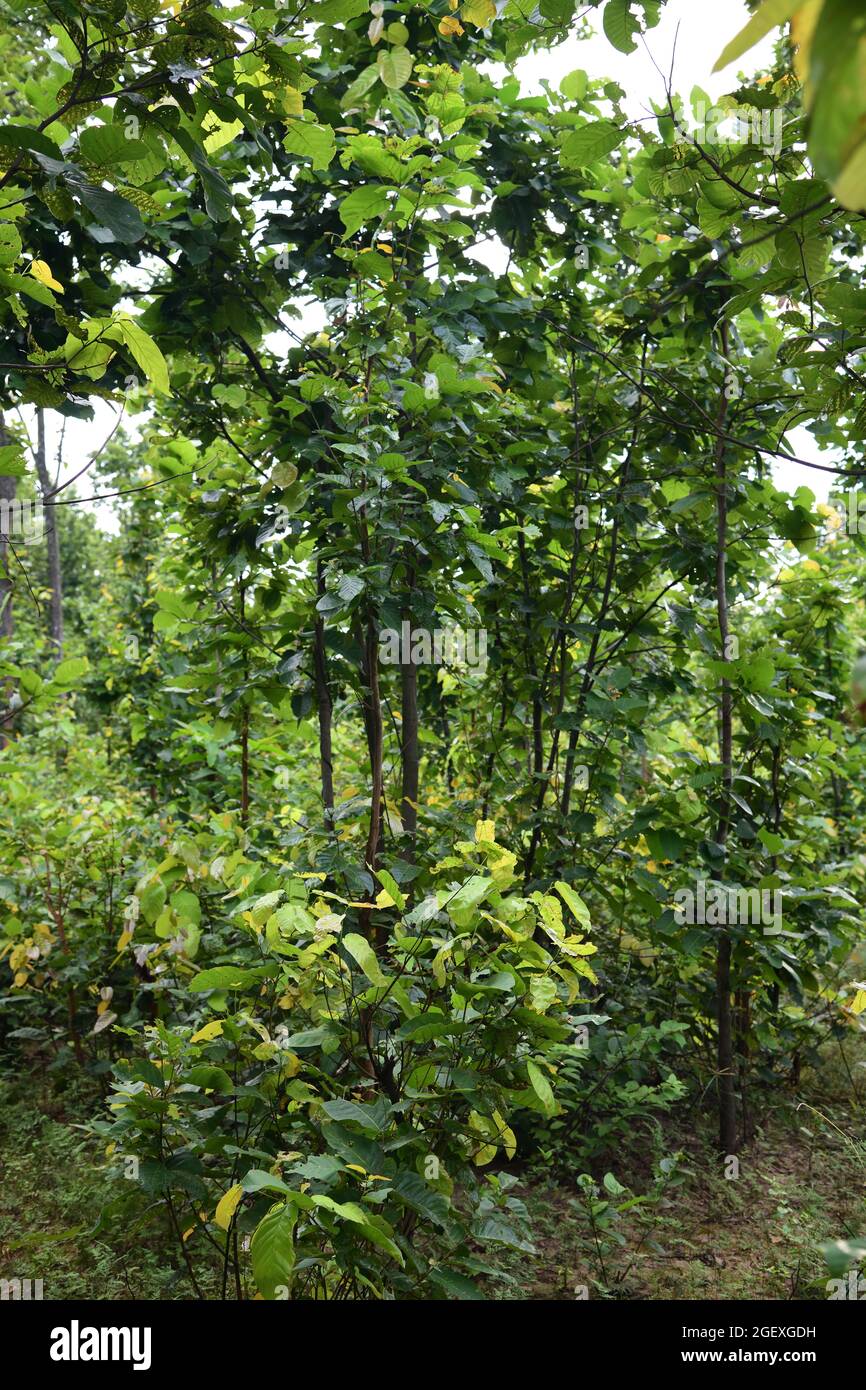 Joypur Forest. It is a protected jungle of Bankura, West Bengal, India ...