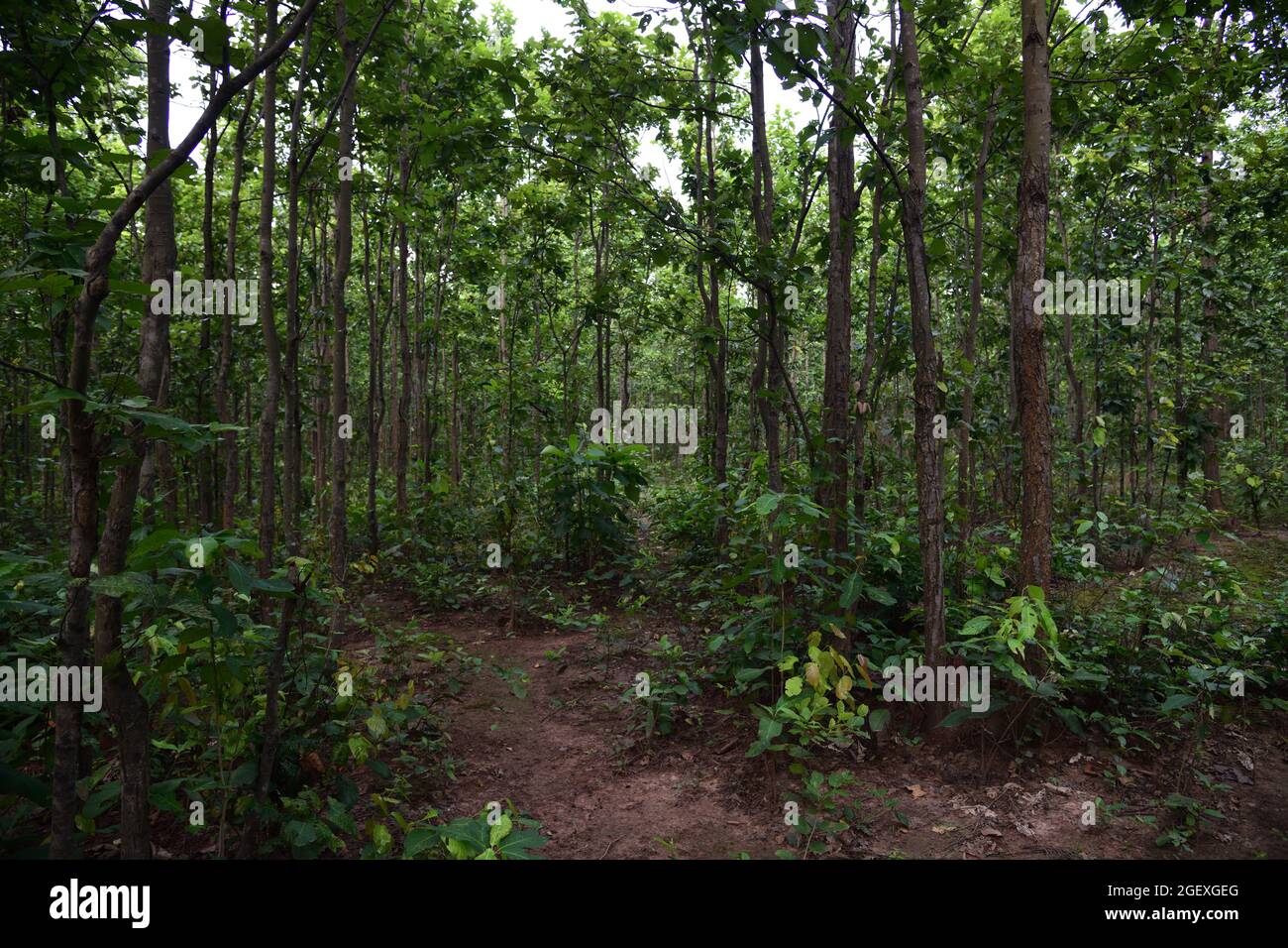 Joypur Forest. It is a protected jungle of Bankura, West Bengal, India ...