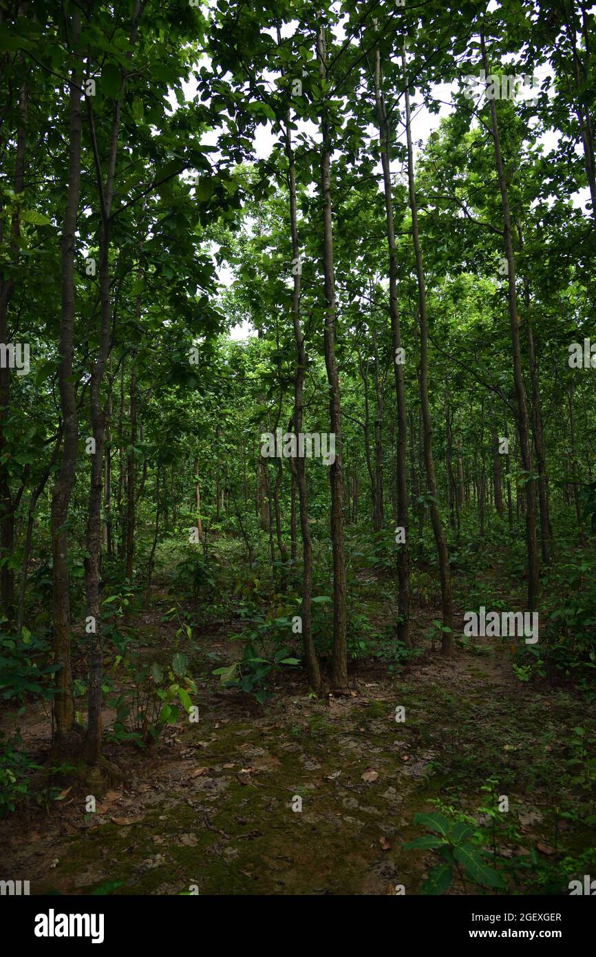 Joypur Forest. It is a protected jungle of Bankura, West Bengal, India ...