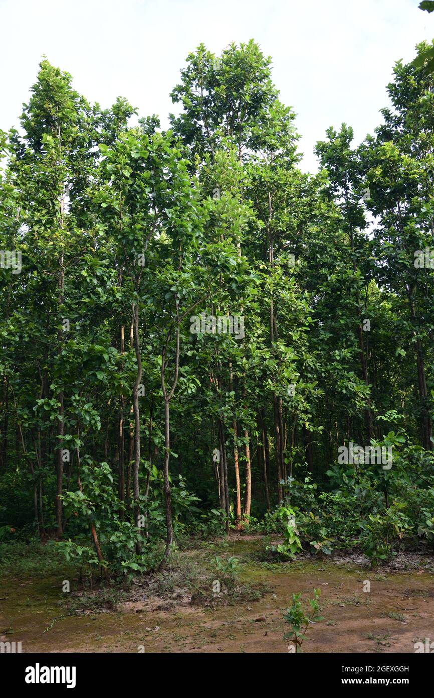 Joypur Forest. It is a protected jungle of Bankura, West Bengal, India ...
