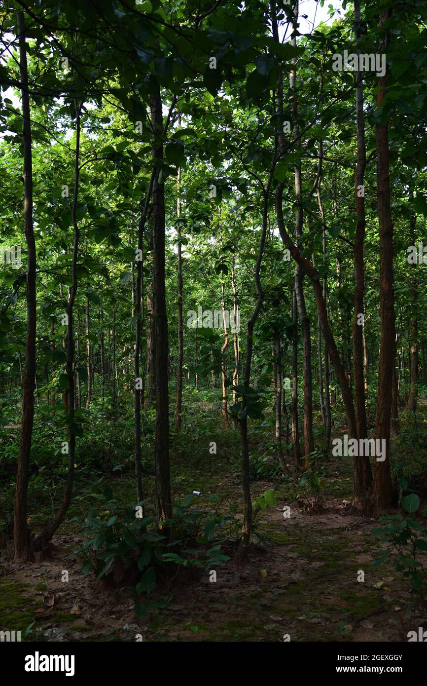 Joypur Forest. It is a protected jungle of Bankura, West Bengal, India ...