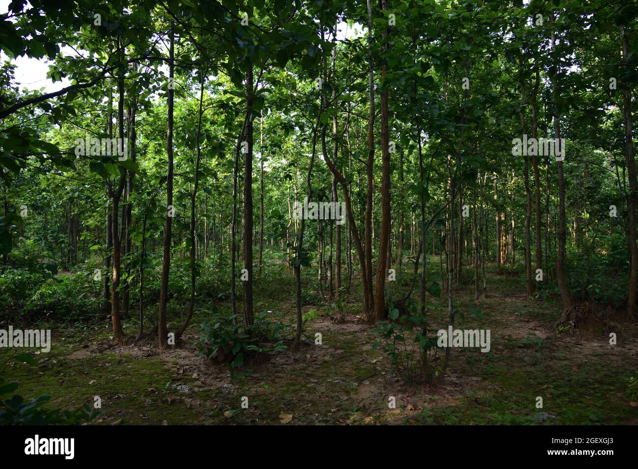 Joypur hi-res stock photography and images - Alamy