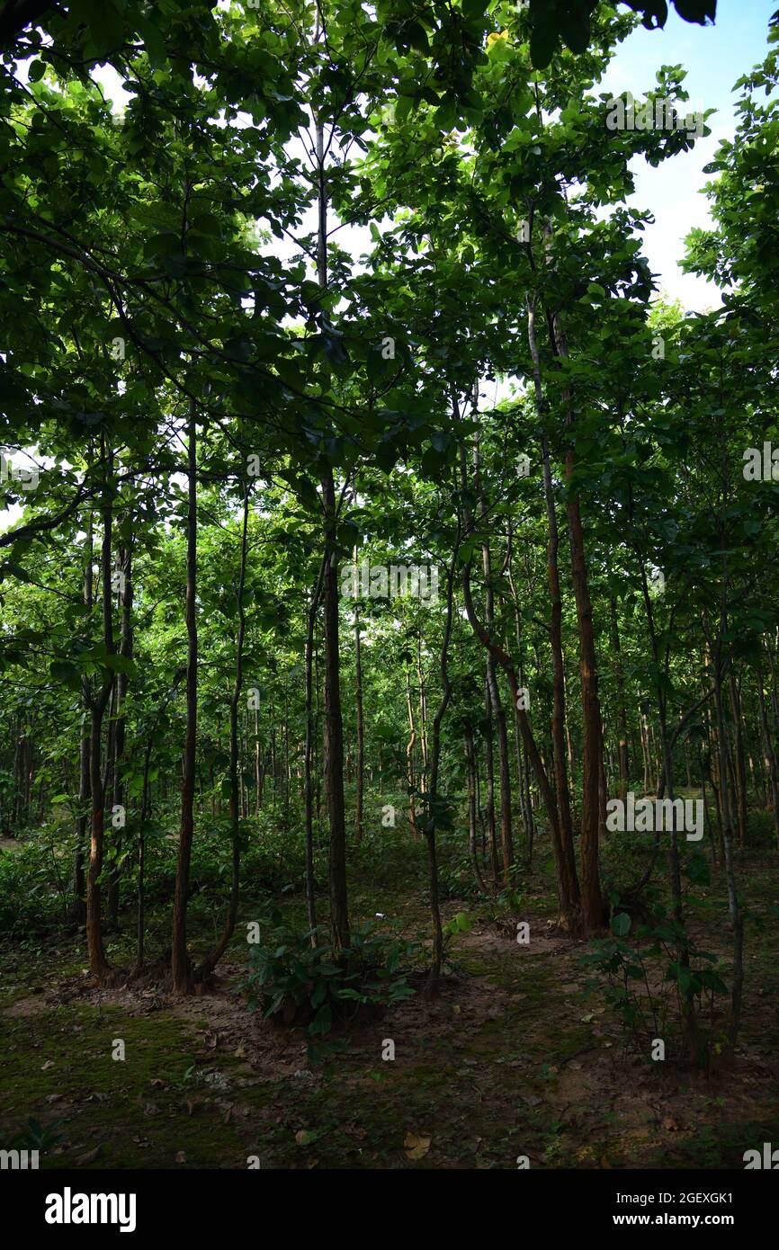 Joypur Forest. It is a protected jungle of Bankura, West Bengal, India ...