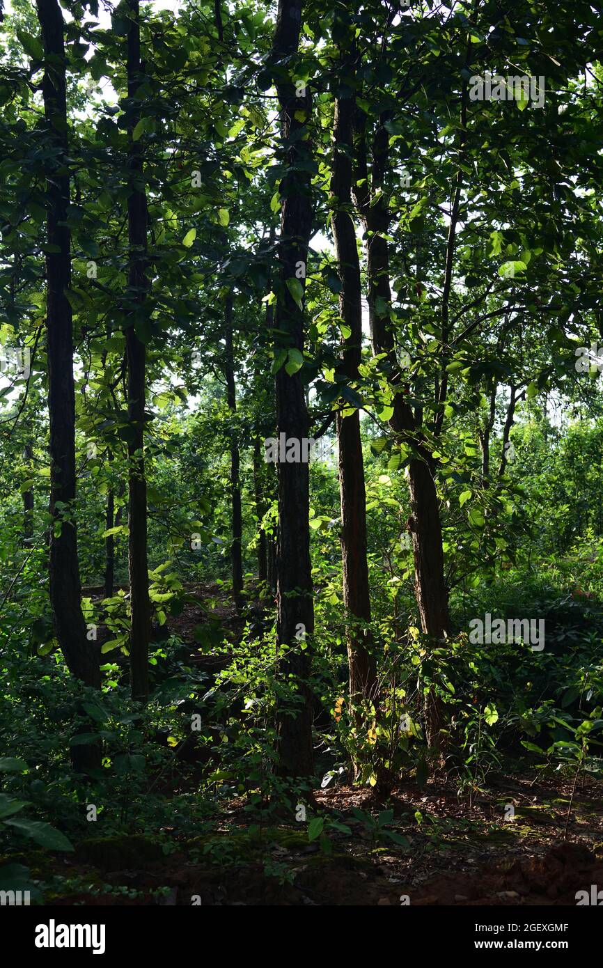 Joypur Forest. It is a protected jungle of Bankura, West Bengal, India ...