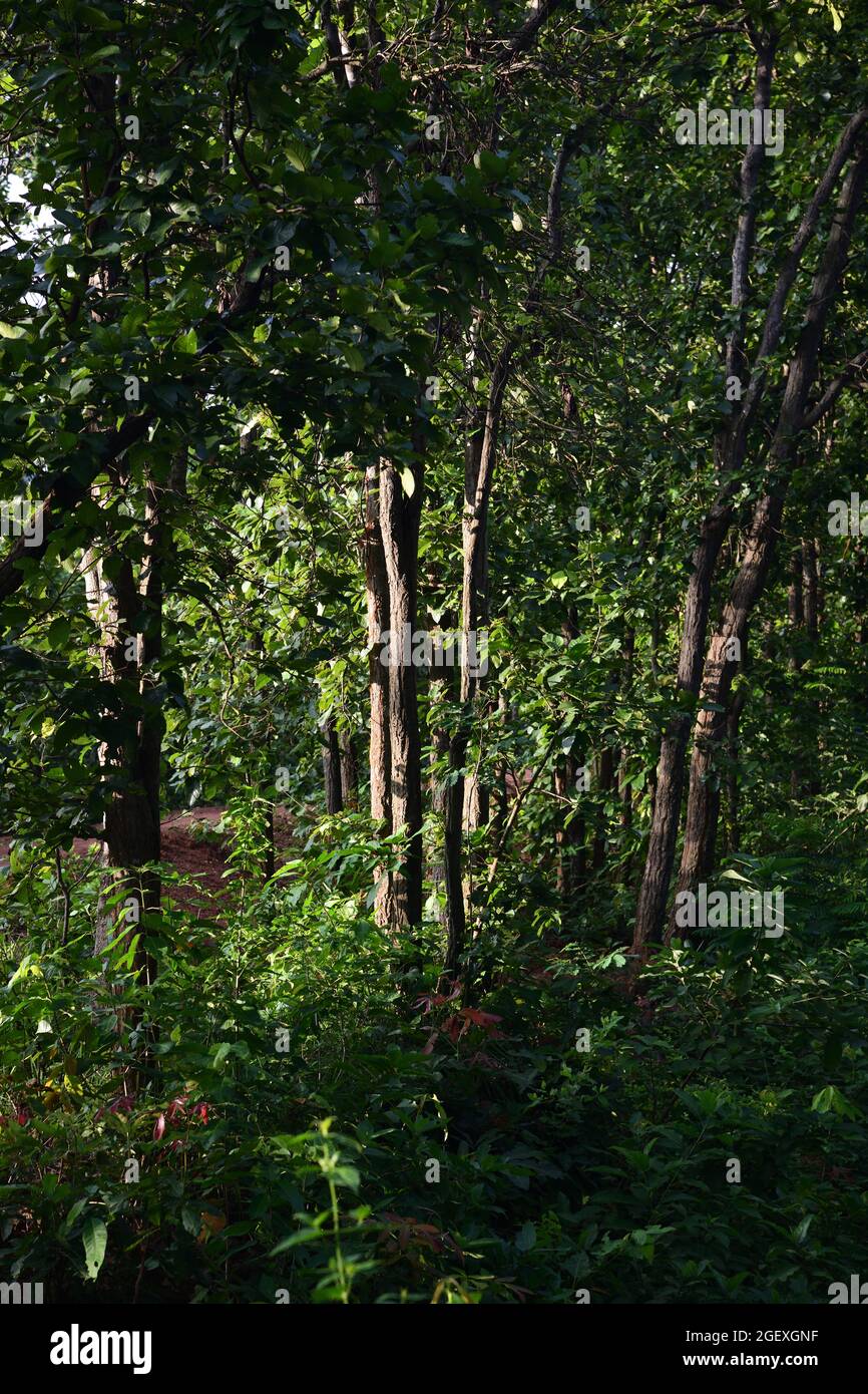 Joypur Forest. It is a protected jungle of Bankura, West Bengal, India ...