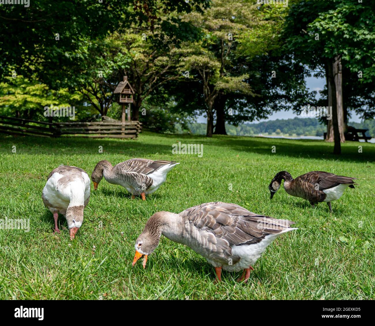 An adorable flock of geese, anser anser, walk across green grass ...