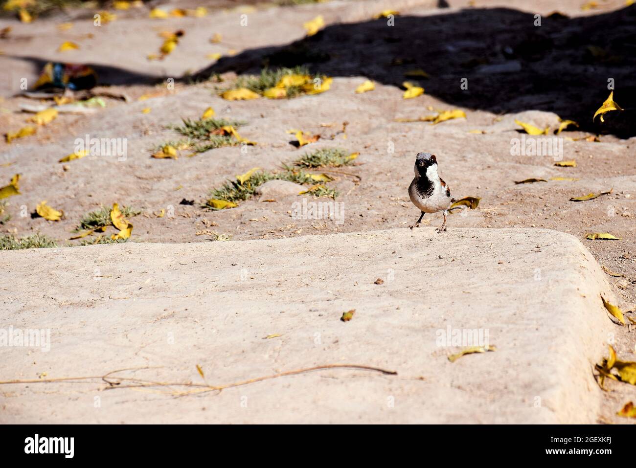 indian sparrow birds in the courtyard of an Indian rural house Stock ...