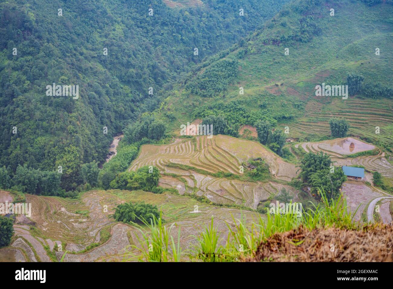 Rice terraces in the fog in Sapa, Vietnam. Rice fields prepare the ...