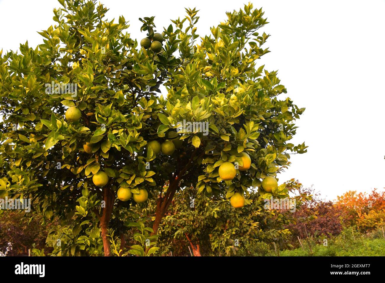 Dwarf orange tree hi-res stock photography and images - Alamy