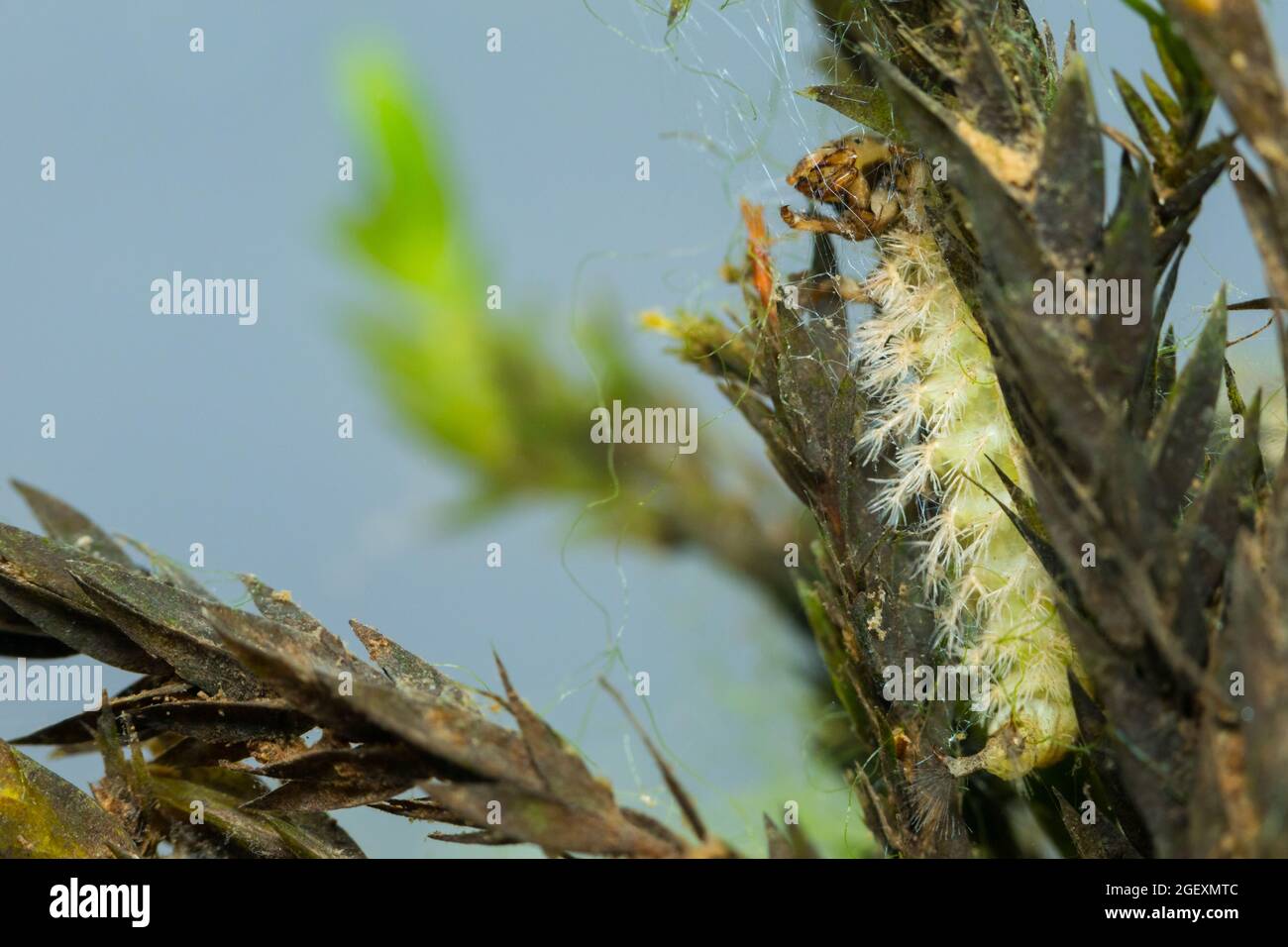 Net-spinning caddisfly larva (Hydropsyche Stock Photo - Alamy