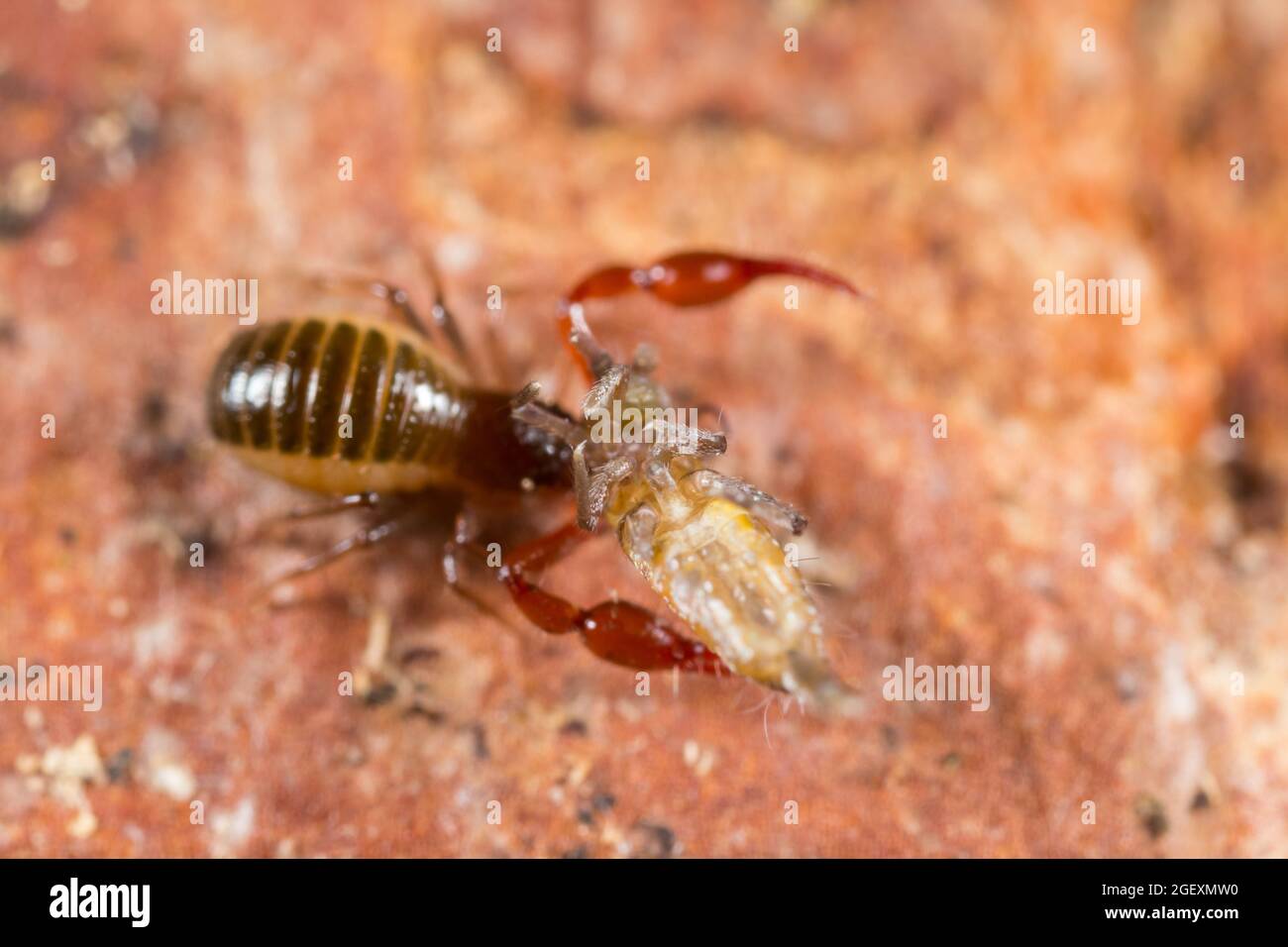 Moss pseudoscorpion (Neobisium carcinoides) carrying prey springtail ...