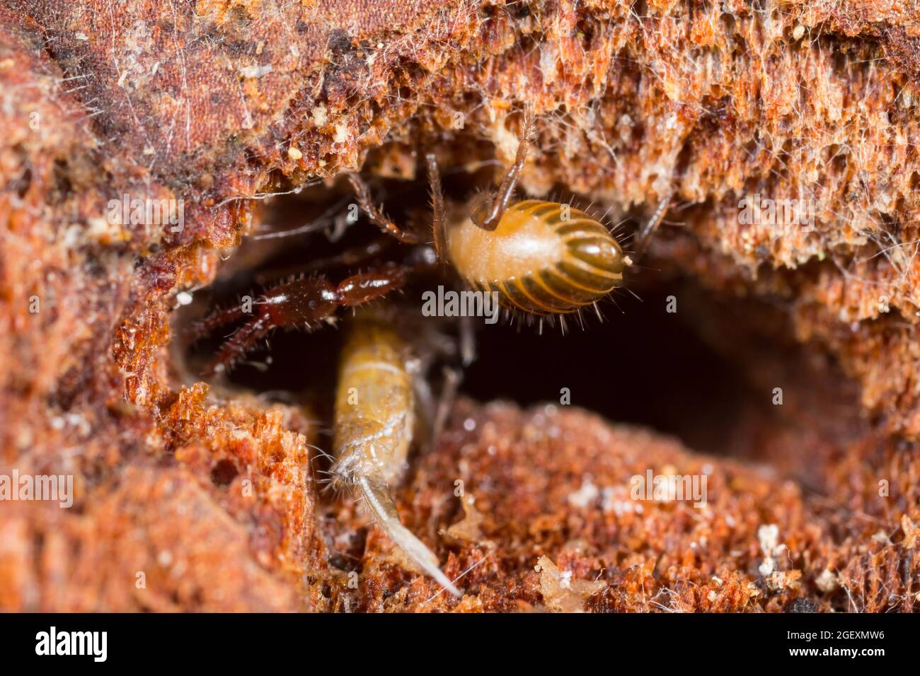 Moss pseudoscorpion (Neobisium carcinoides) carrying prey springtail ...