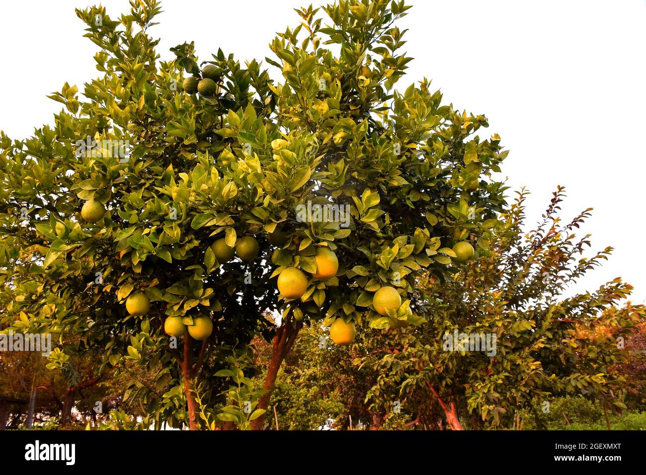 Dwarf orange tree hi-res stock photography and images - Alamy
