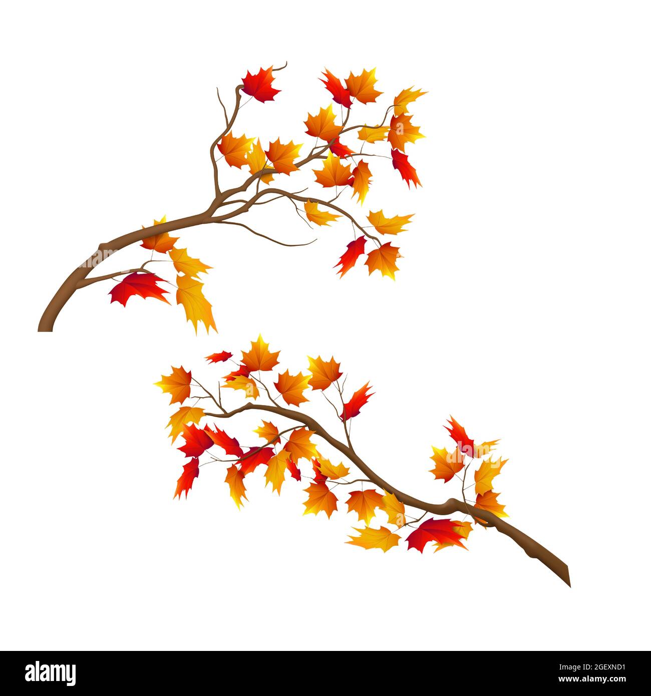 Realistic autumn tree branch set vector illustration Stock Vector Image ...