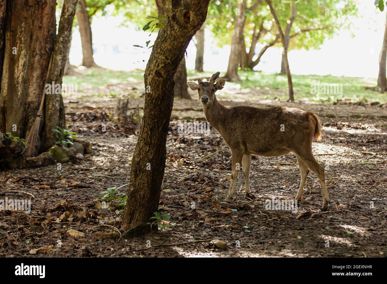 Rusa deer is the main prey of Komodo dragons Stock Photo - Alamy