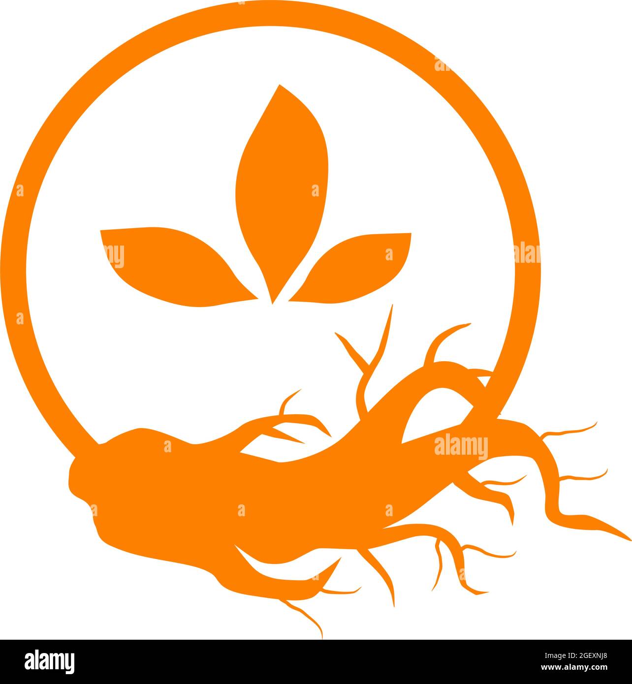 Panax ginseng Stock Vector Images - Alamy