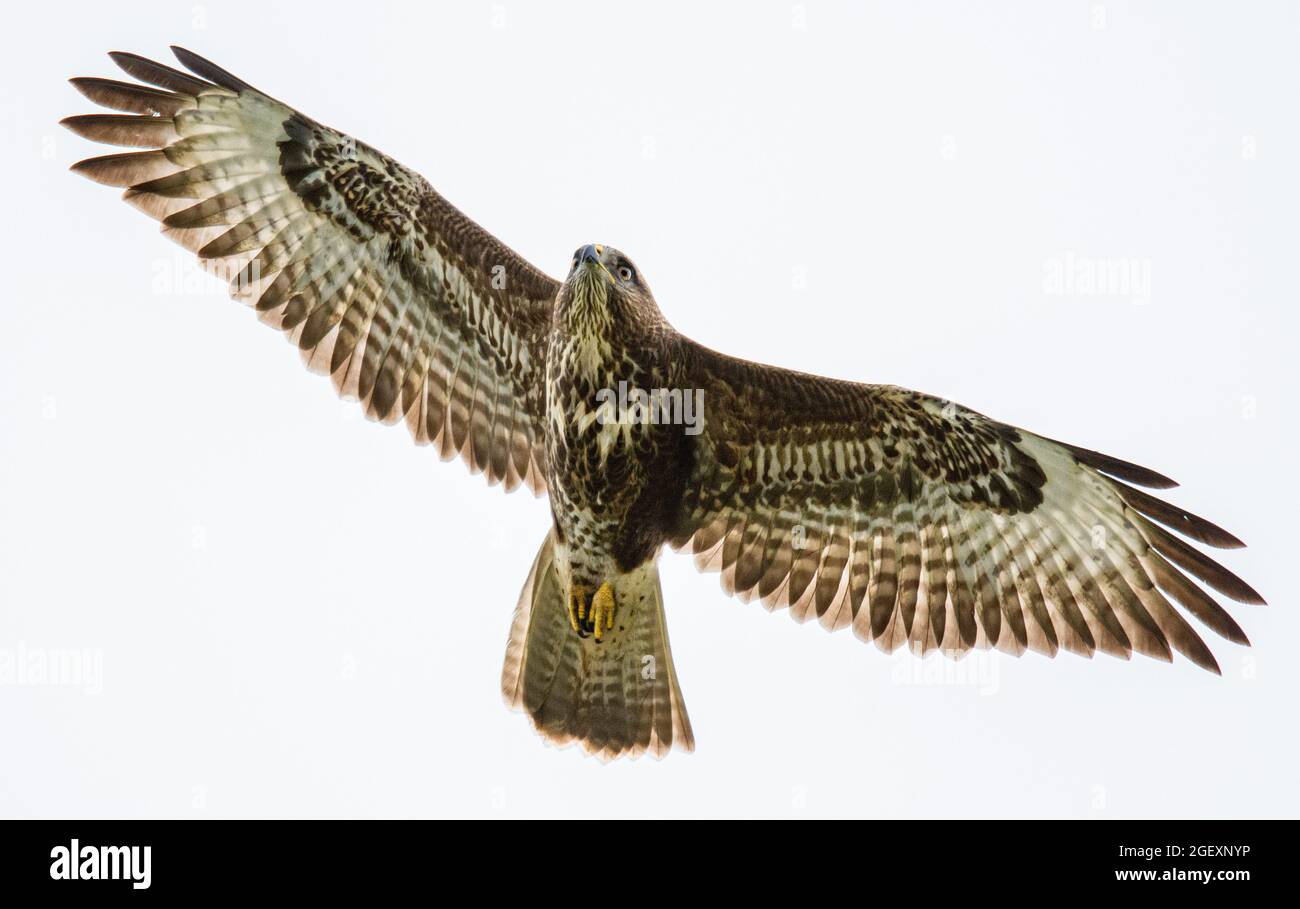 Uyk buzzards hi-res stock photography and images - Alamy