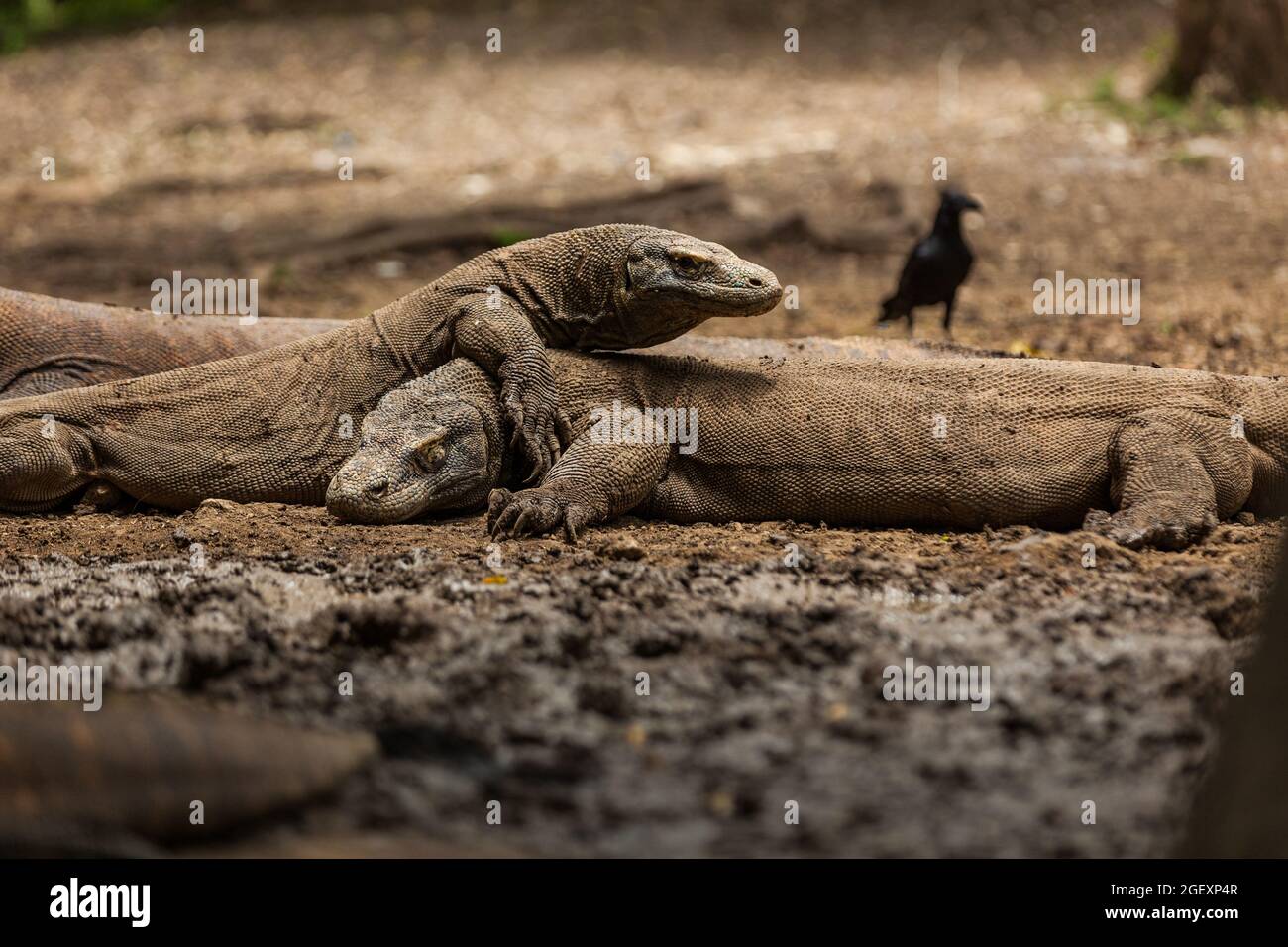 Two Komodo dragons fighting in Komodo island Stock Photo - Alamy