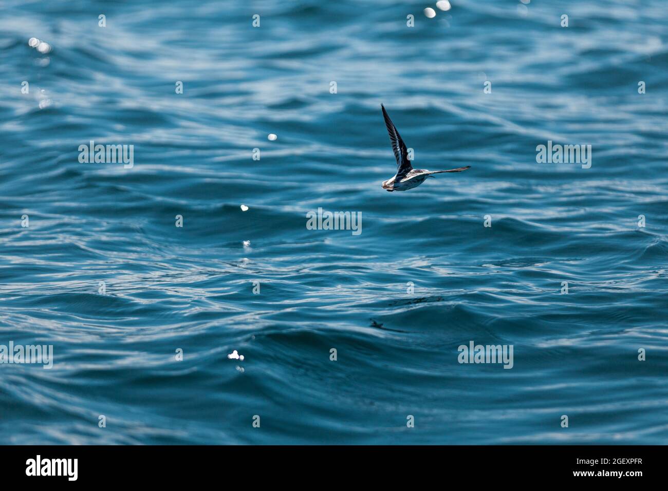 A bird flying low over the water's surface Stock Photo - Alamy