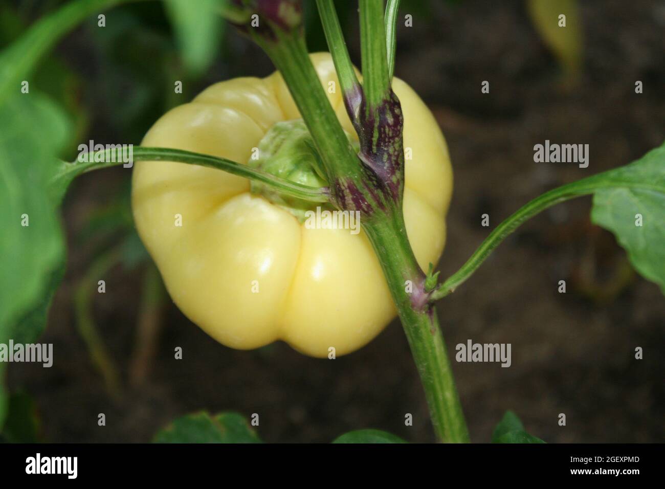 Papper paradise hi-res stock photography and images - Alamy