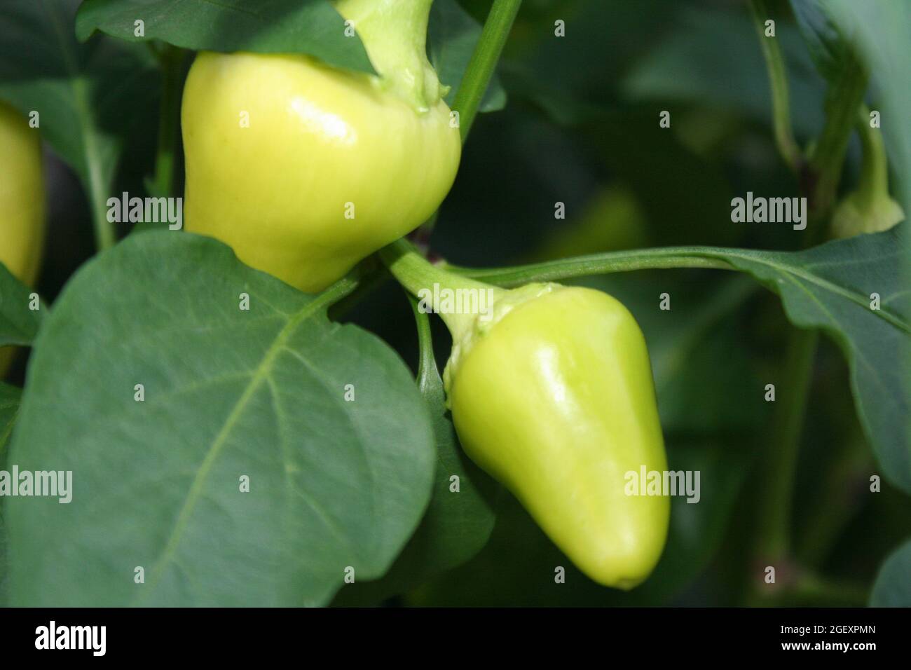 Papper time hi-res stock photography and images - Alamy