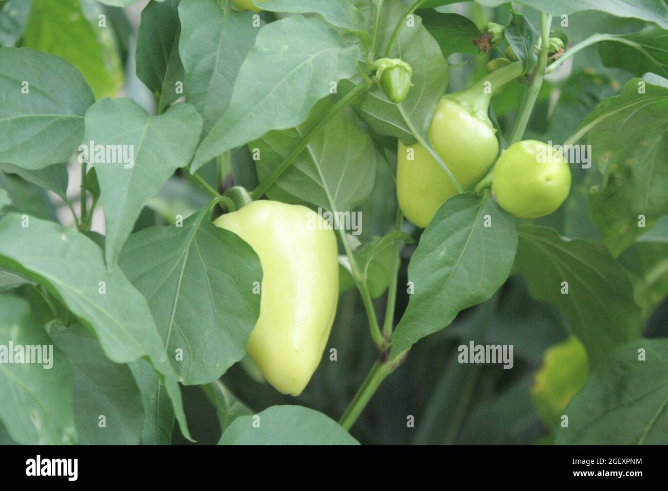 Papper paradise hi-res stock photography and images - Alamy