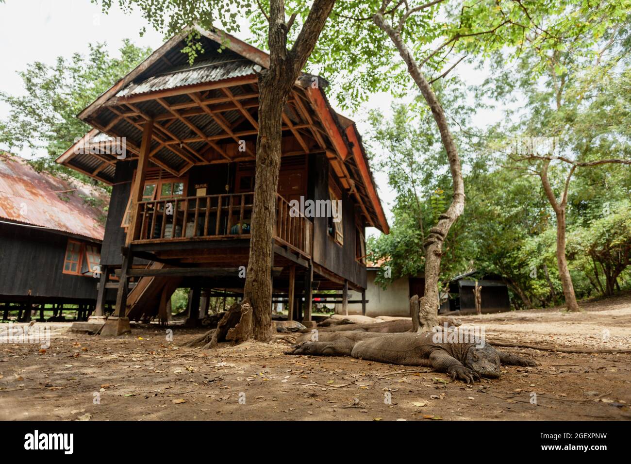Komodo dragons are resting next to a wooden house Stock Photo - Alamy