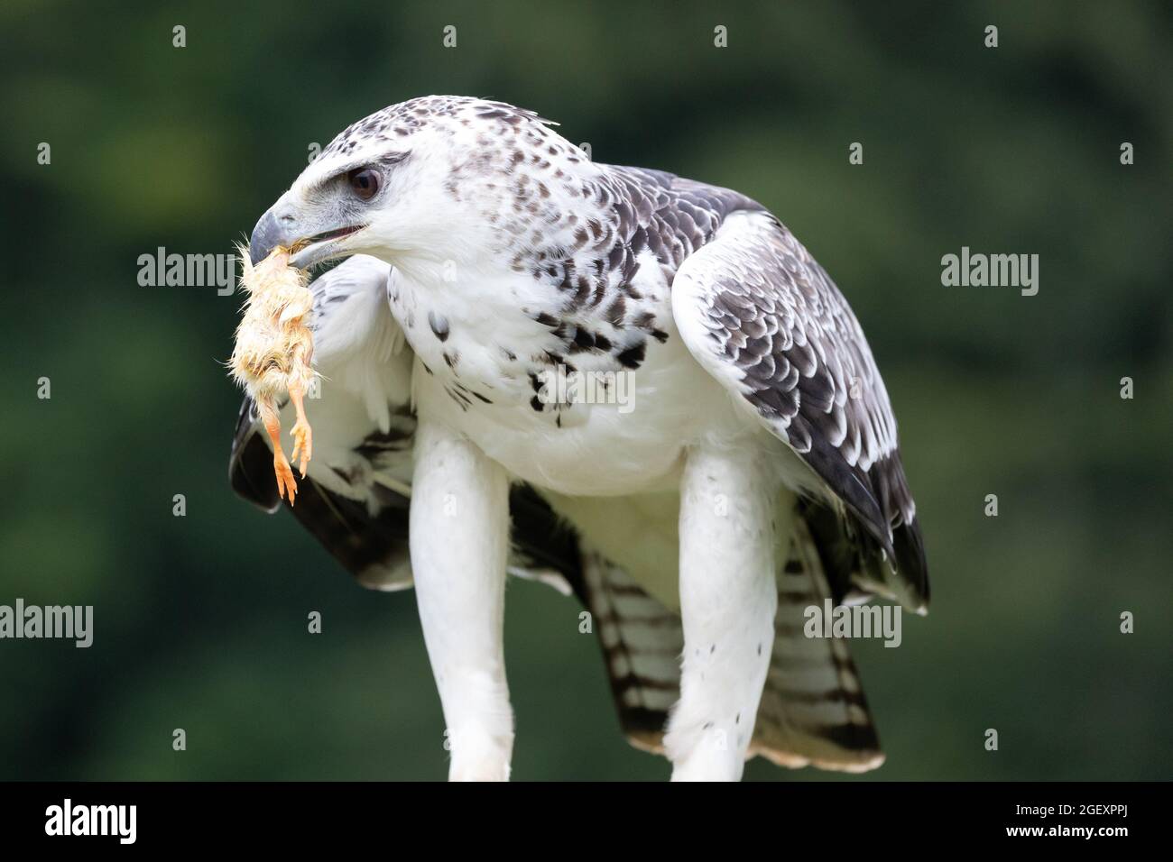 Hunter falcon eagle hi-res stock photography and images - Alamy