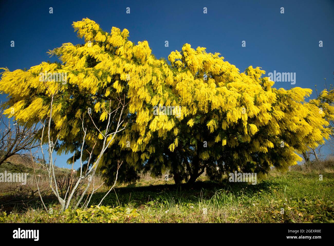 Symbol of woman's day the yellow flower of mimosa Stock Photo - Alamy