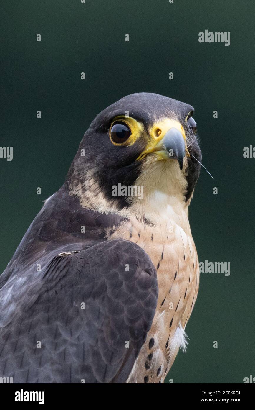 Mantling hi-res stock photography and images - Alamy