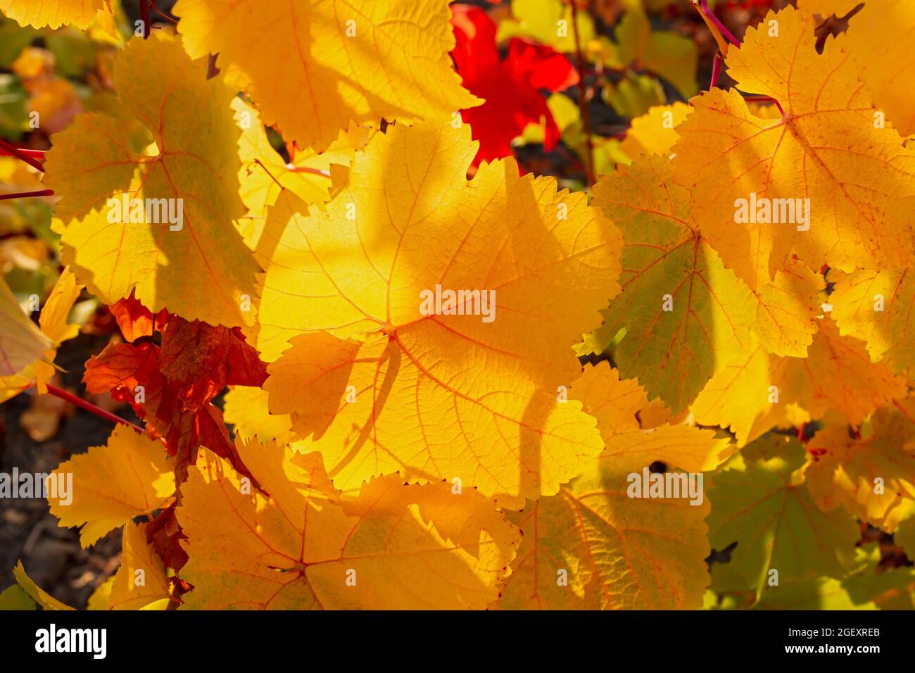 Ornamental grape vine hi-res stock photography and images - Alamy