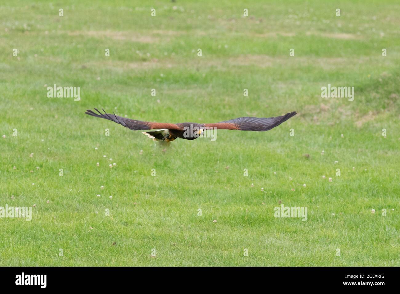 Harris hawk flying hi-res stock photography and images - Alamy