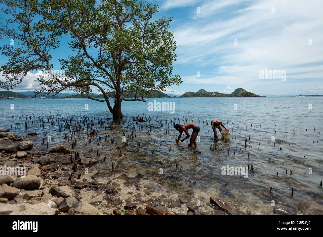 Local men are collecting seashells in the sea water Stock Photo - Alamy