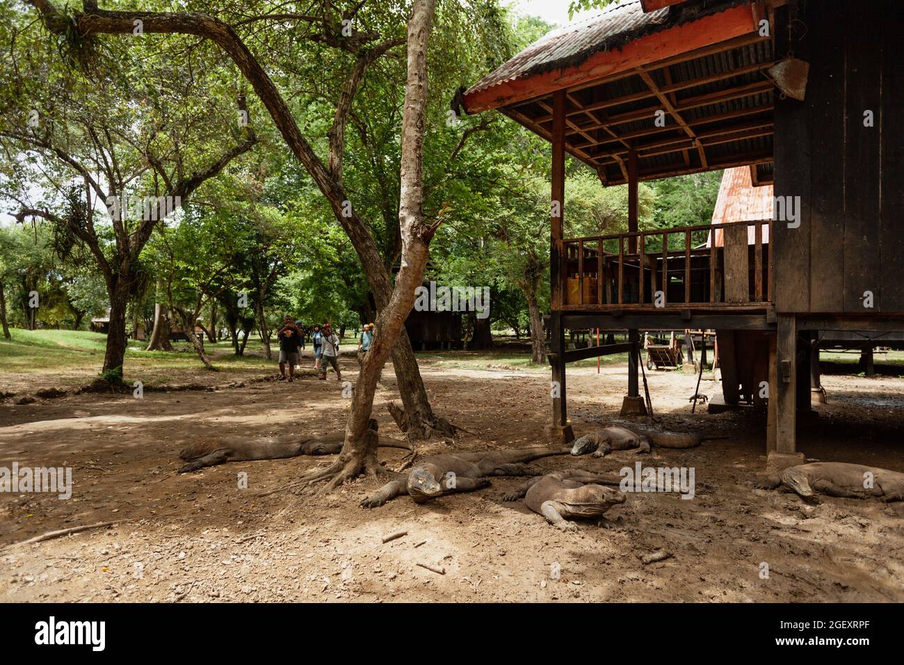 Komodo dragons lying down around a wooden house Stock Photo - Alamy