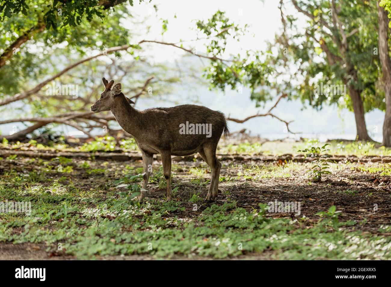 Rusa deer is the main prey of the Komodo dragon Stock Photo - Alamy
