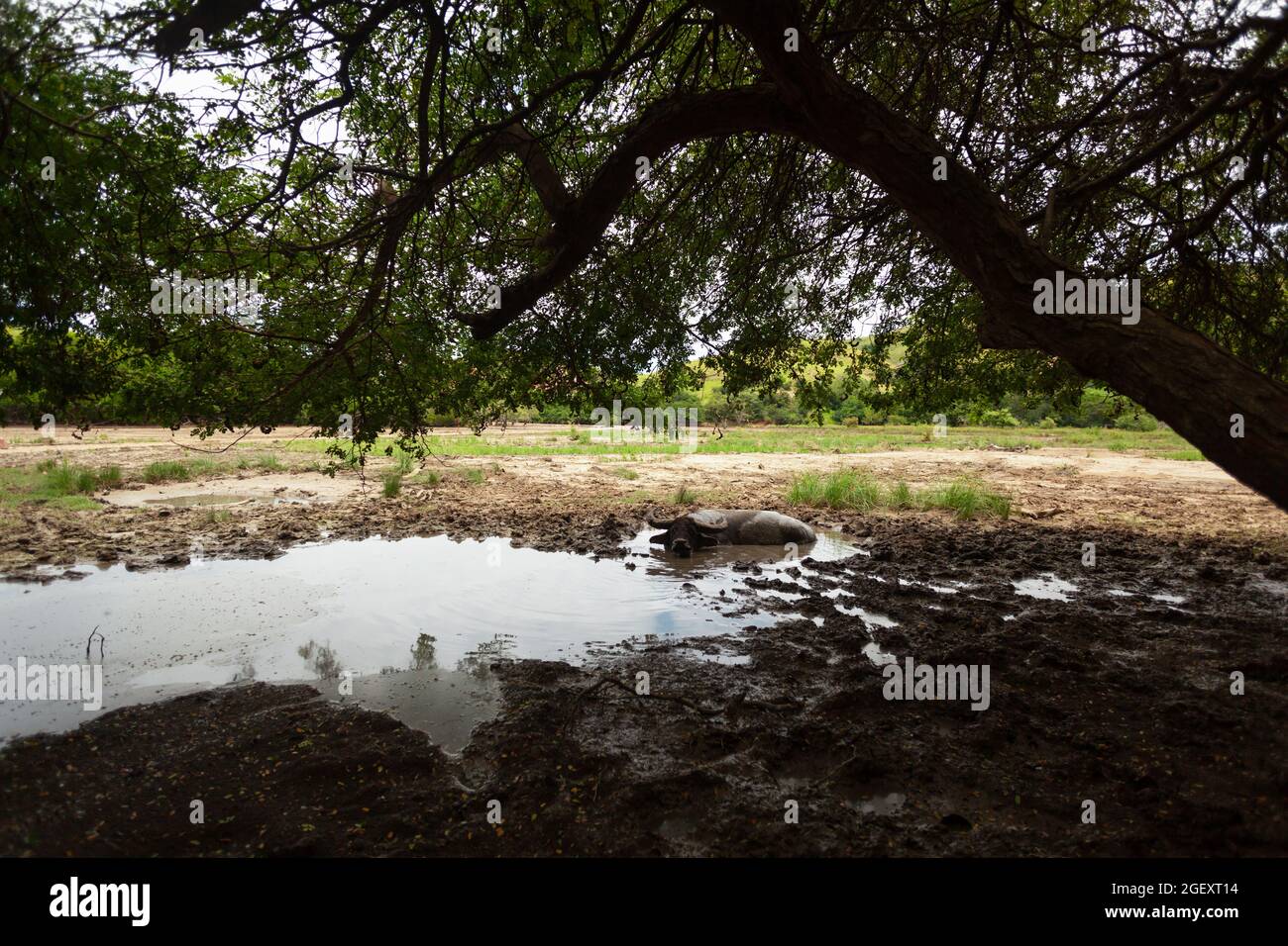 A buffalo is resting in swamp mud Stock Photo - Alamy