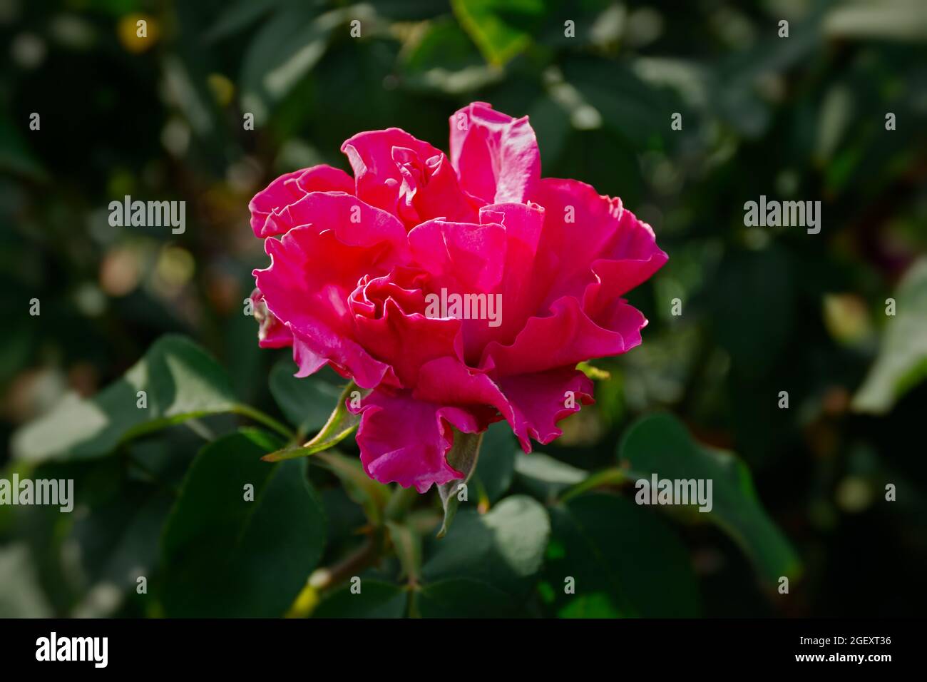Rose pink garden bush close-up. A bud of a delicate crimson rose in ...