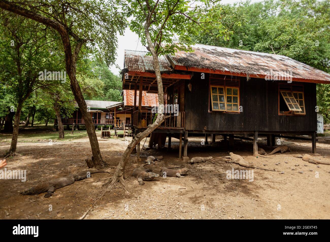 Komodo dragons in the mud around a wooden house Stock Photo - Alamy