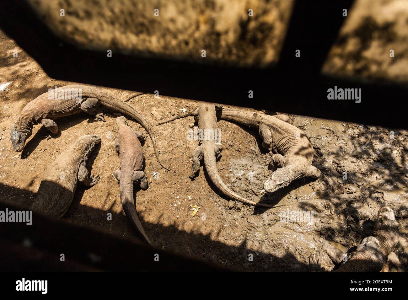 Komodo dragons walking on the mud in Komodo island Stock Photo - Alamy