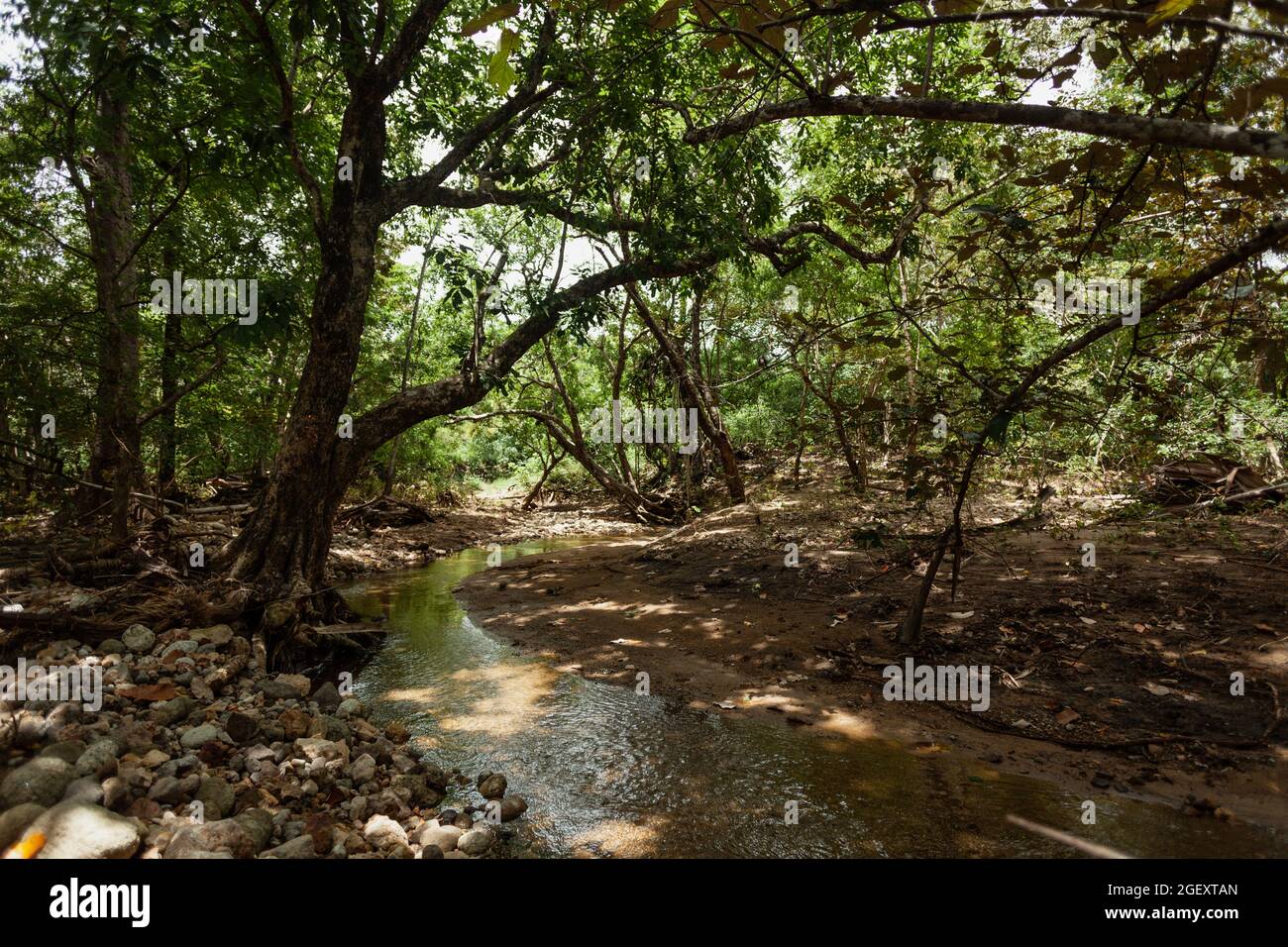 Small stream of water flowing through forest Stock Photo - Alamy
