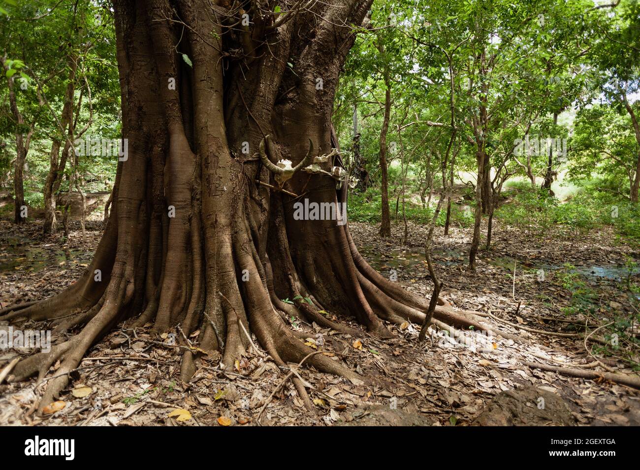 Skeleton hanging hi-res stock photography and images - Alamy