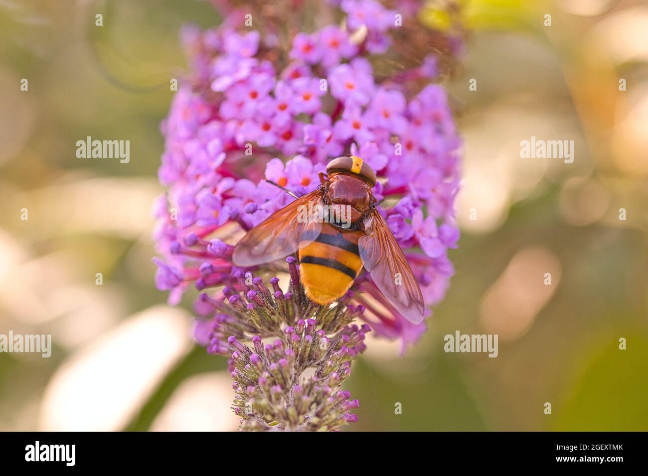 A closeup of a beautiful bee harvesting nectar from vibrant purple ...