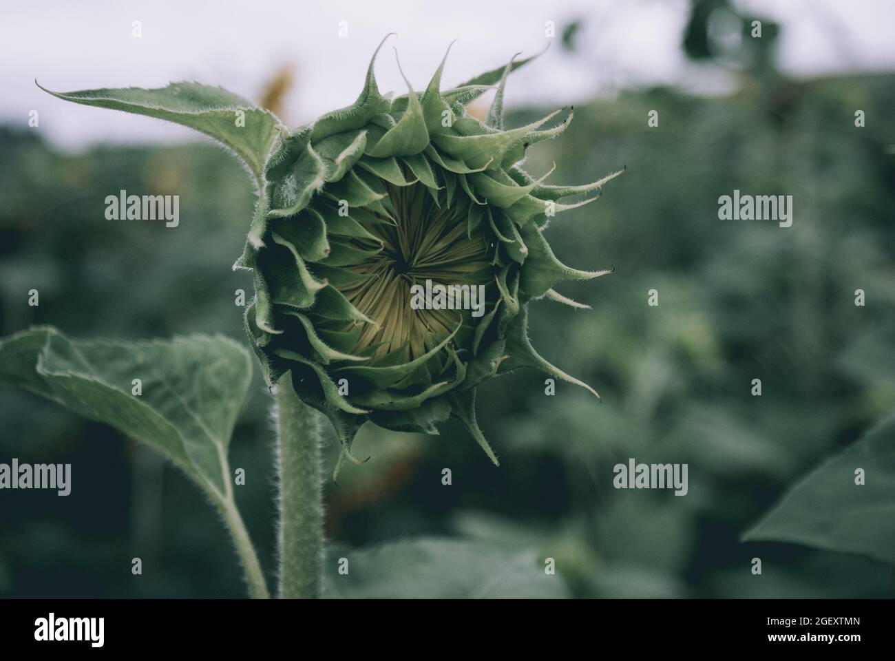 A selective focus shot of a sunflower bud Stock Photo - Alamy