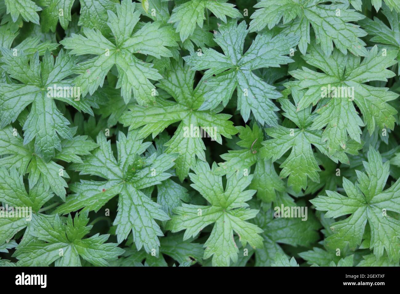 Geranium shaped leaves hi-res stock photography and images - Alamy