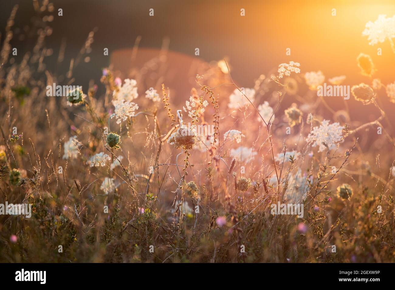 Nature backdrop. Beautiful summer meadow with wild flowers over sunset ...