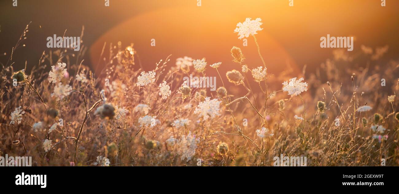 Nature backdrop. Beautiful summer meadow with wild flowers over sunset ...